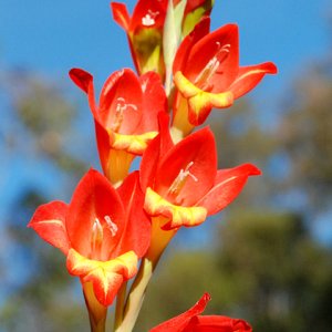 red-flowers | DPReview Forums