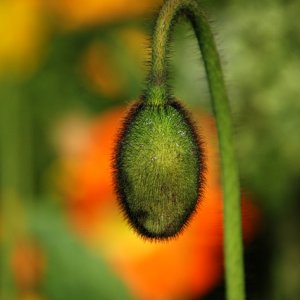 Poppy | DPReview Forums