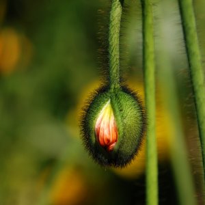 Poppy | DPReview Forums