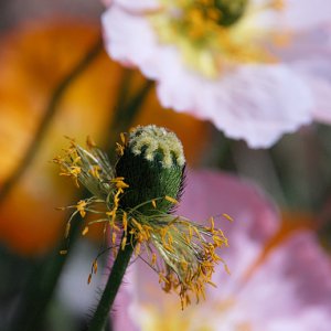 Poppy | DPReview Forums