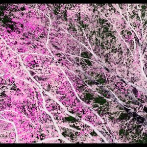 abstract-expressionism | DPReview Forums