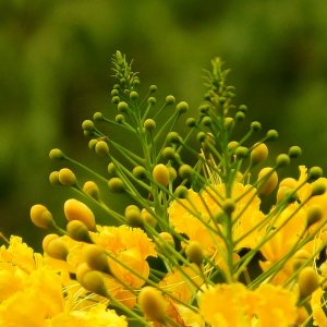 Yellow Firecracker Flower | DPReview Forums