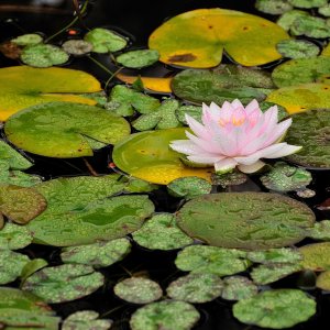 lonely | DPReview Forums