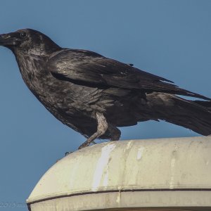 Raven, not crow pt2 | DPReview Forums