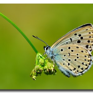 Large Blue | DPReview Forums