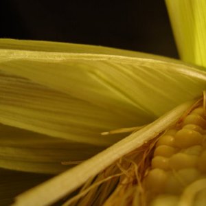 zavareie5 | DPReview Forums