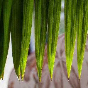 pentax-k-7 | DPReview Forums