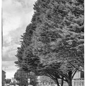 Tall Trees-130614-12 | DPReview Forums