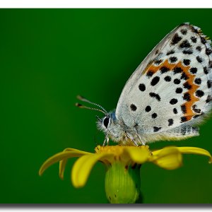 Large Blue | DPReview Forums