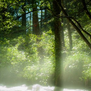 soft morning | DPReview Forums