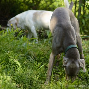 beagle | DPReview Forums