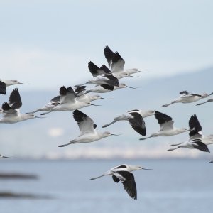 avocet | DPReview Forums