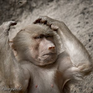 baboon-3 | DPReview Forums