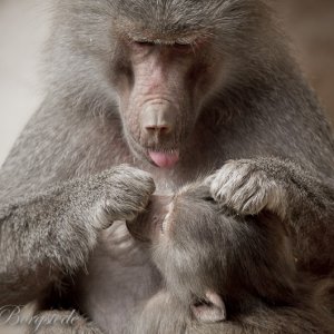 baboon-3 | DPReview Forums