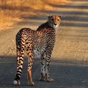 Cheetah well camouflage | DPReview Forums