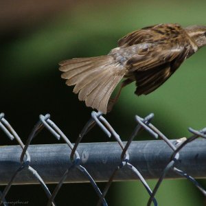 Taking off! | DPReview Forums