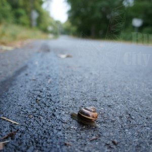 Snail WM | DPReview Forums