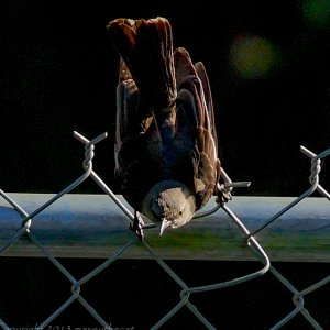 avian-birds-fly-flight-mockingbirds | DPReview Forums