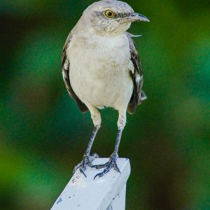 avian-birds-fly-flight-mockingbirds | DPReview Forums