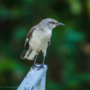 Mockingbird Manor: On the fence | DPReview Forums