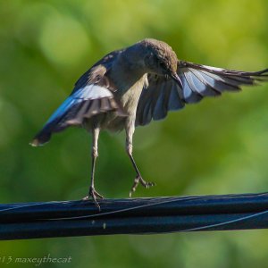 Mockingbird Manor: On the fence | DPReview Forums