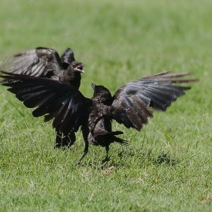 But MAAAAA! Crow throwing a tantrum! | DPReview Forums
