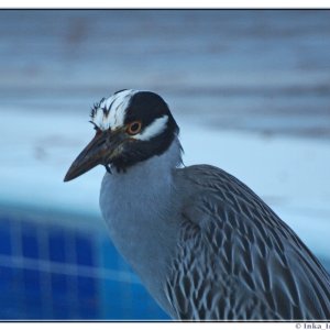 Heron_P7064629 | DPReview Forums