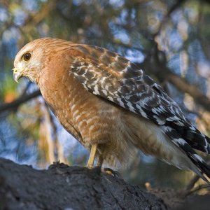 red-shouldered | DPReview Forums