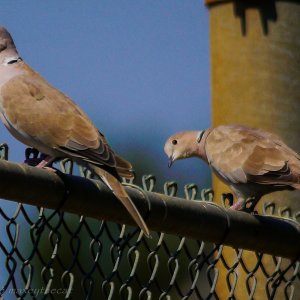 slt-a57 | Page 3 | DPReview Forums