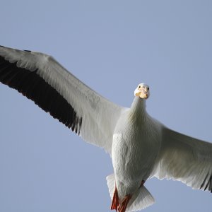 American White Pelican, right over-head! | DPReview Forums