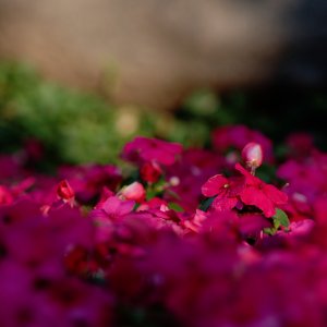 Flowers on your grave | DPReview Forums