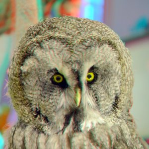 naturalis | DPReview Forums