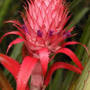 NX2050_50_NX1000 | DPReview Forums