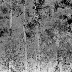 IR-3 | DPReview Forums