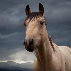 new neighbors bw +.32 exp crop-2637 | DPReview Forums