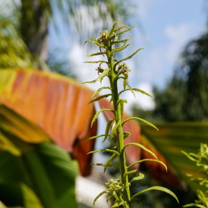 Lonely Bush | DPReview Forums