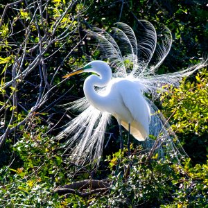 Egert with Plumage 4681-1 | DPReview Forums