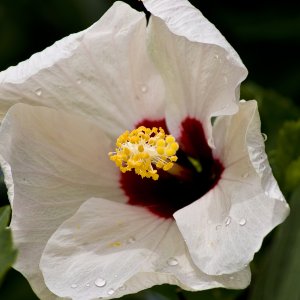 White Hibiscus-14-213 | DPReview Forums