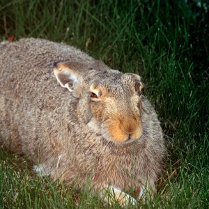 Jack Rabbit 2 | DPReview Forums