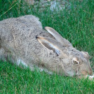 Jack Rabbit 2 | DPReview Forums