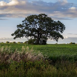 Farm field with a large bur oak tree (Quercus macrocarpa - Fagaceae) | DPReview Forums