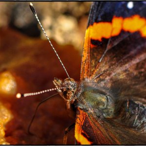 Butterfly 1 | DPReview Forums