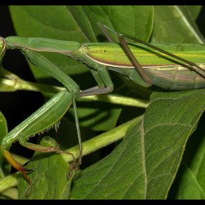 Grasshopper 3 | DPReview Forums