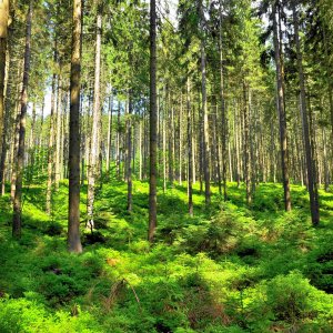 sunny forest | DPReview Forums