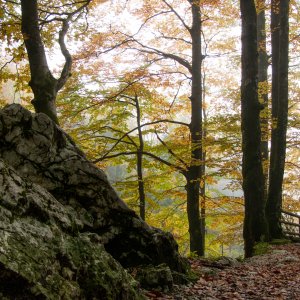 yellow forest - Slap Savica | DPReview Forums