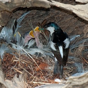 white-winged-swallow | DPReview Forums