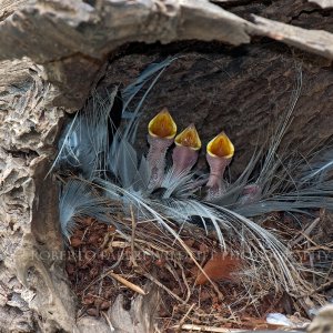 white-winged-swallow | DPReview Forums