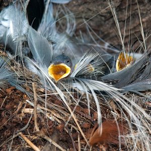 white-winged-swallow | DPReview Forums