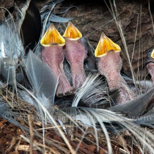 white-winged-swallow | DPReview Forums