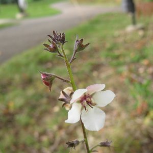 white-flowers | DPReview Forums